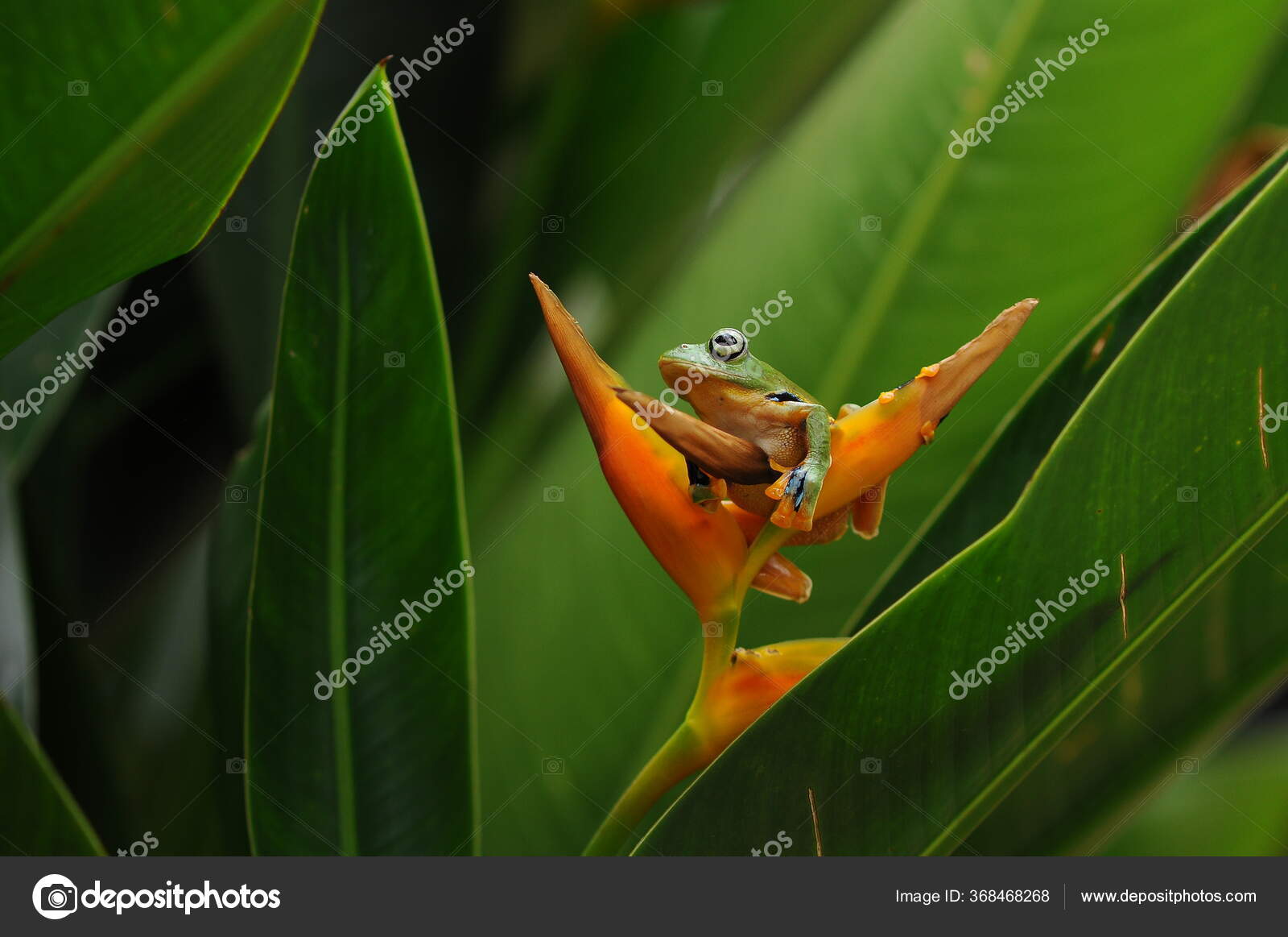 Rana Voladora Rana Voladora Ranas: fotografía de stock ...