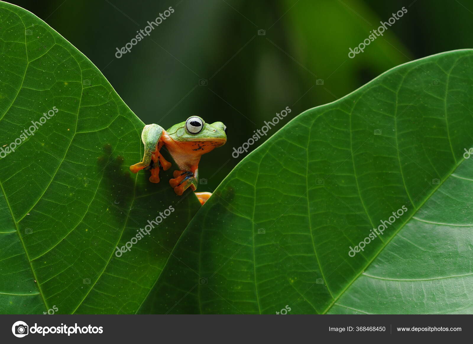 Flying Frog Dumpy Frog Frogs — Stock Photo © andripriyadi #368468450