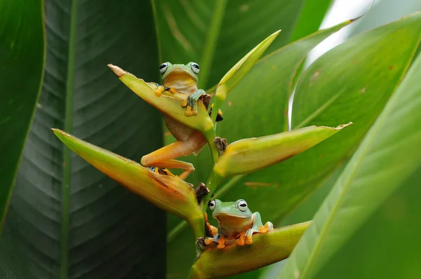 Tropické žáby stock fotografie, royalty free Tropické žáby obrázky ...