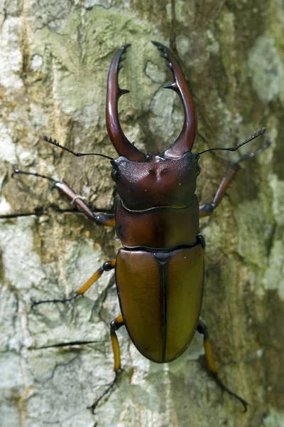 Stag beetle Stock Photos, Royalty Free Stag beetle Images | Depositphotos