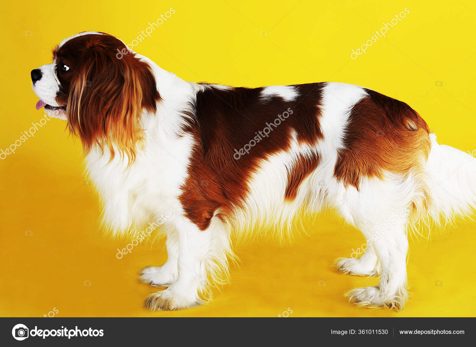 Cavalier King Charles Spaniel Wonderful Breed Dog Best Friend Pet ...