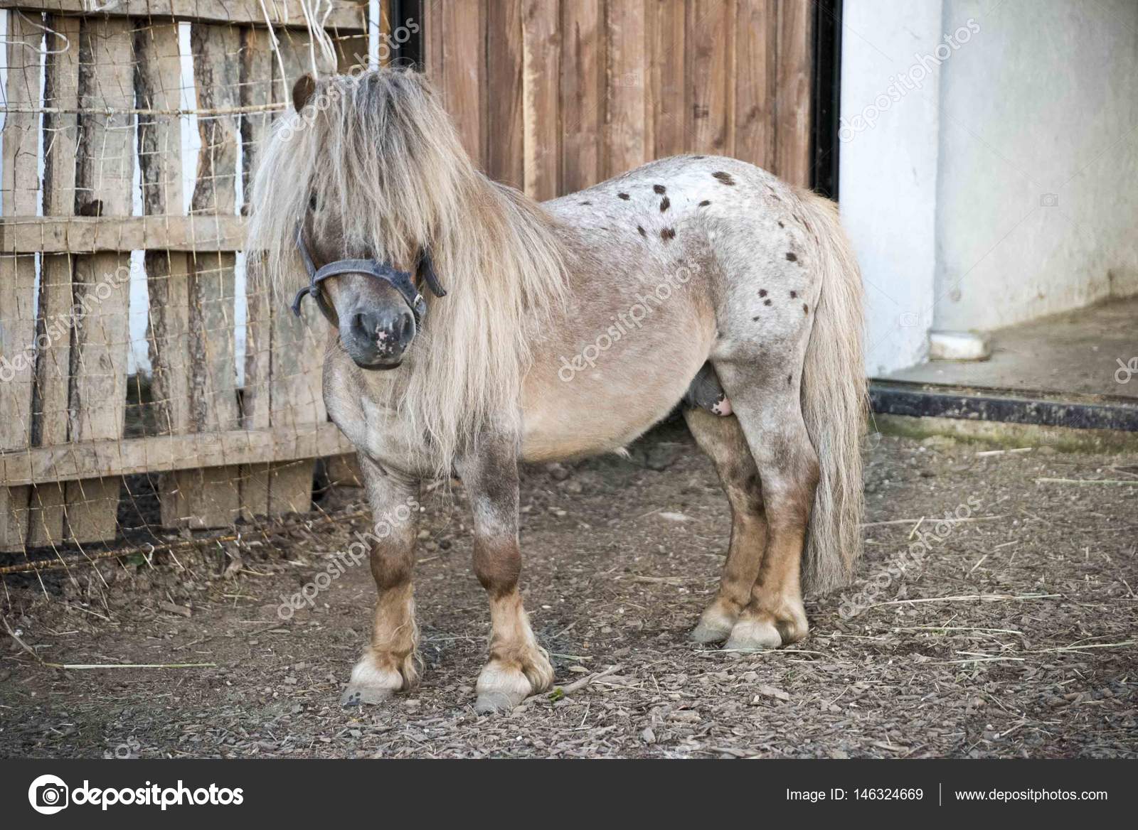 Dwarf Miniature Horses