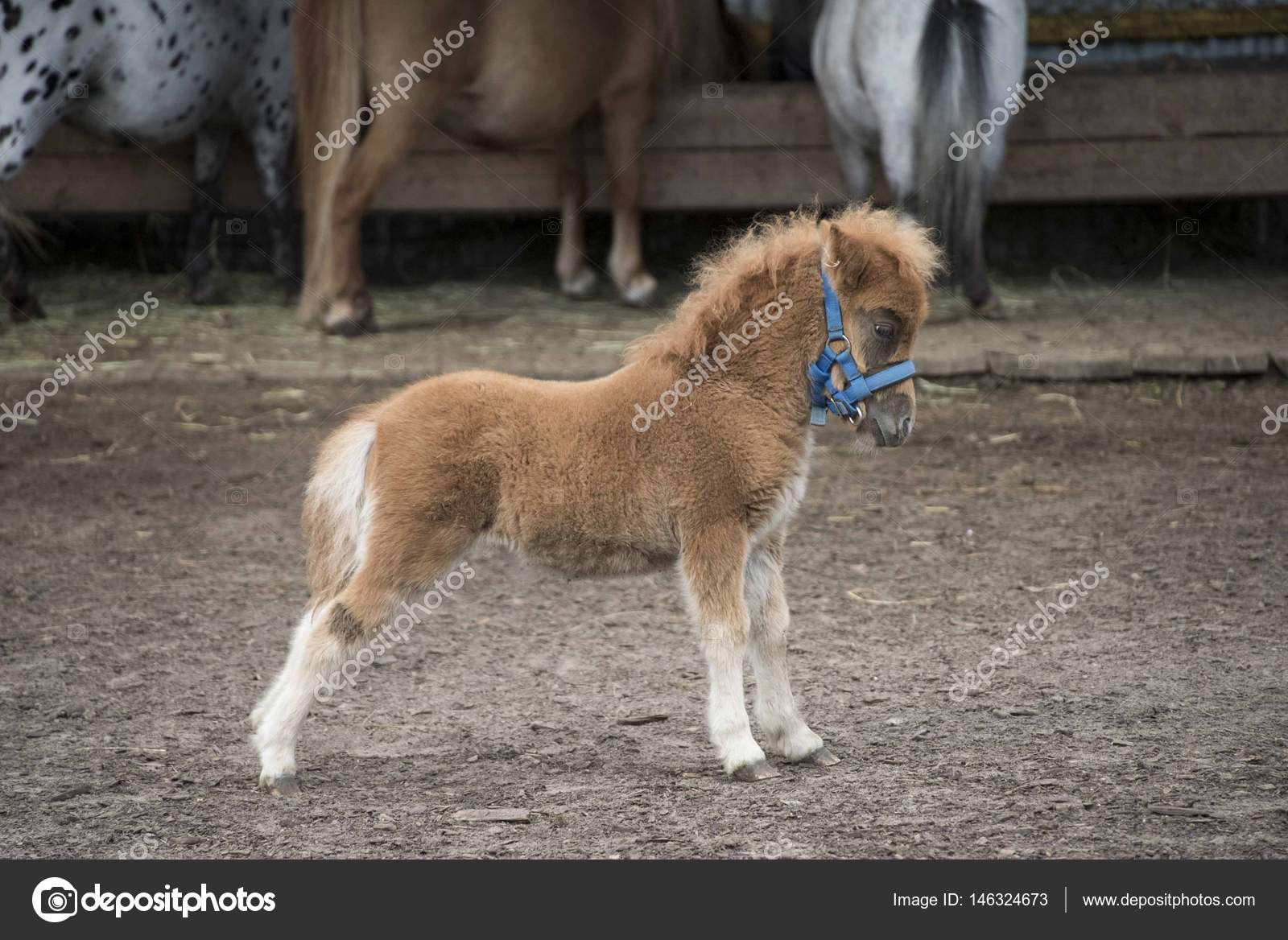 Baby Miniature Horses