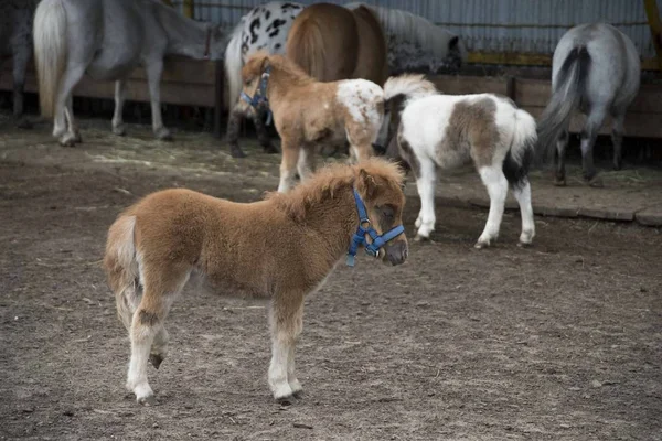 Dwarf Miniature Horses