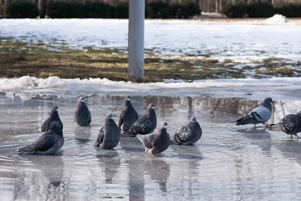 Ice pigeons Stock Photos, Royalty Free Ice pigeons Images | Depositphotos