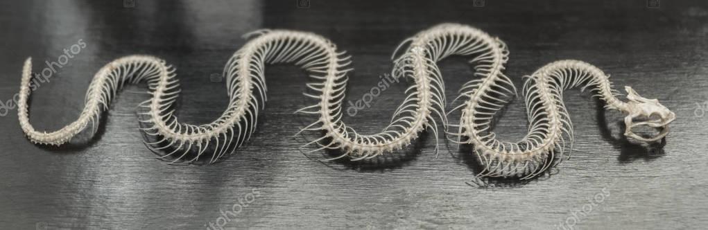 Snake skeleton Stock Photos, Royalty Free Snake skeleton Images ...