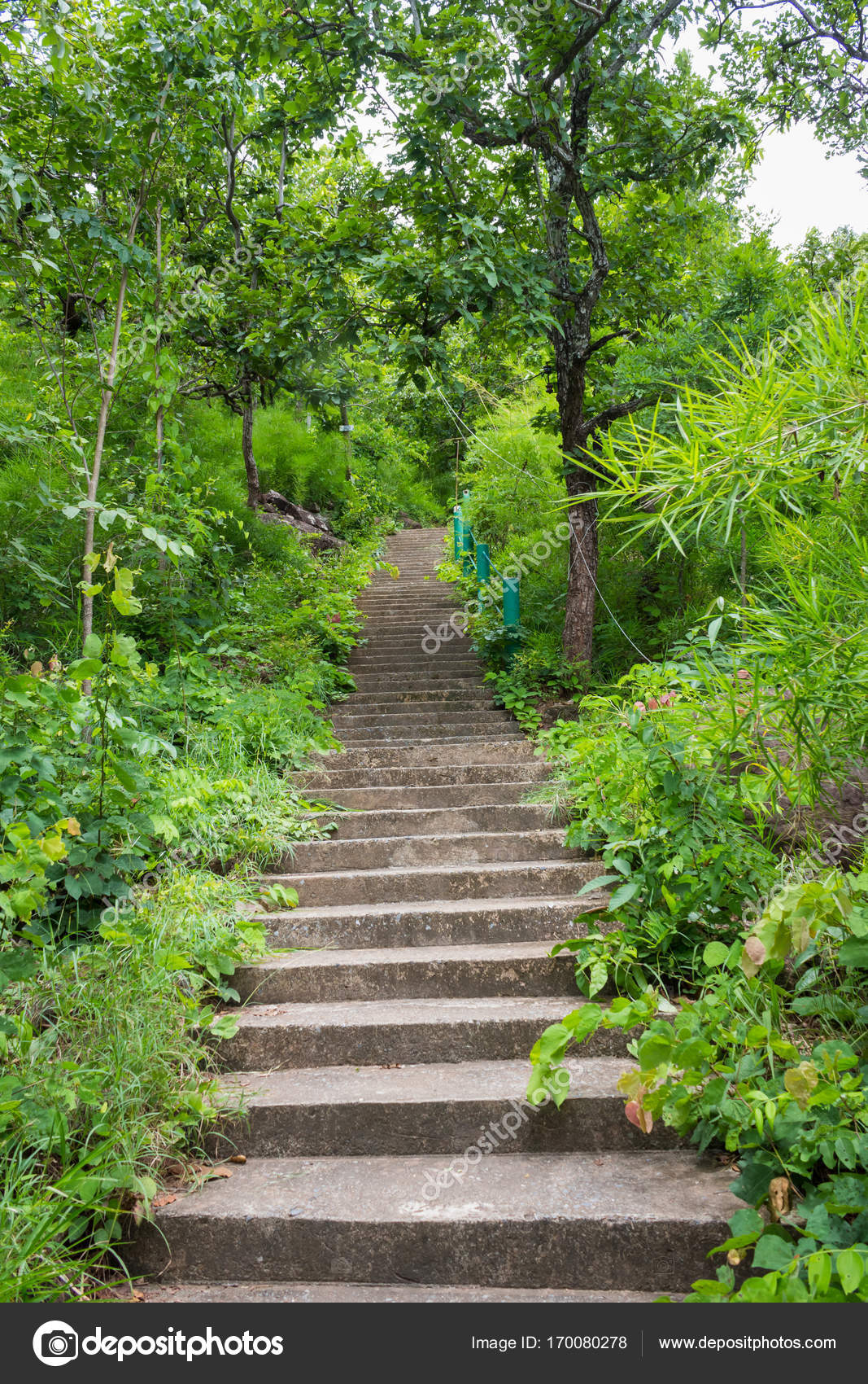 Jungle, forest path, mud steps with wood — Stock Photo © releon8211 ...