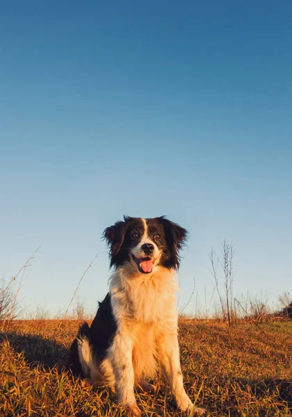 Vertical portrait of a dog walking in the forest. Beautiful suns ...