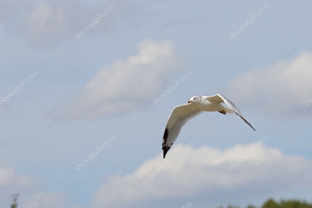 Gaviota de pico anular con alas negras volando con un cielo azul 2022