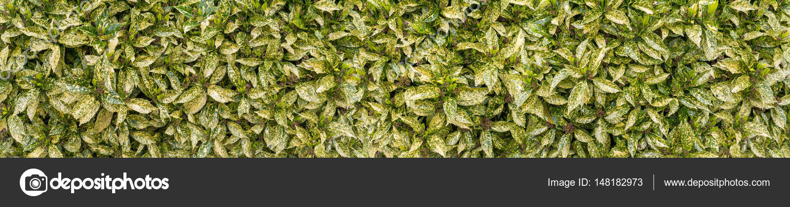 Variegated spotted laurel bush hedge Stock Photo by ©photohampster ...