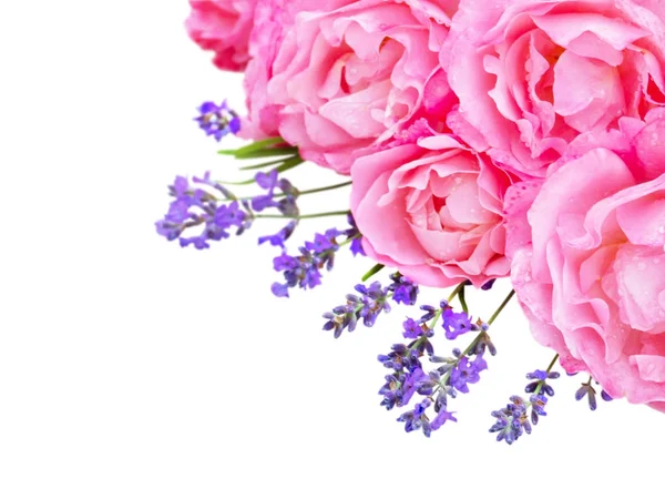 Curly rose Images - Search Images on Everypixel