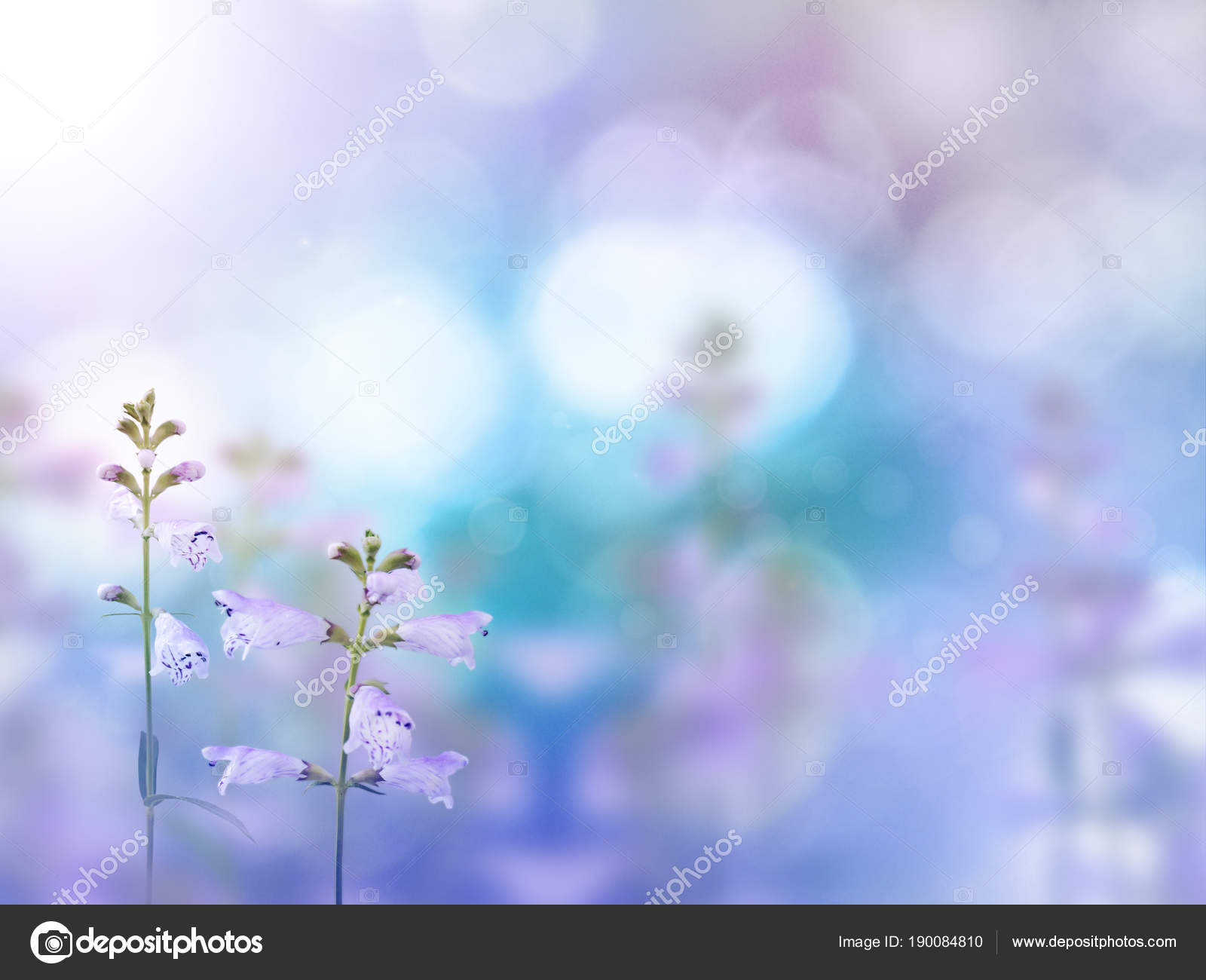 Light Purple Flower Background Images