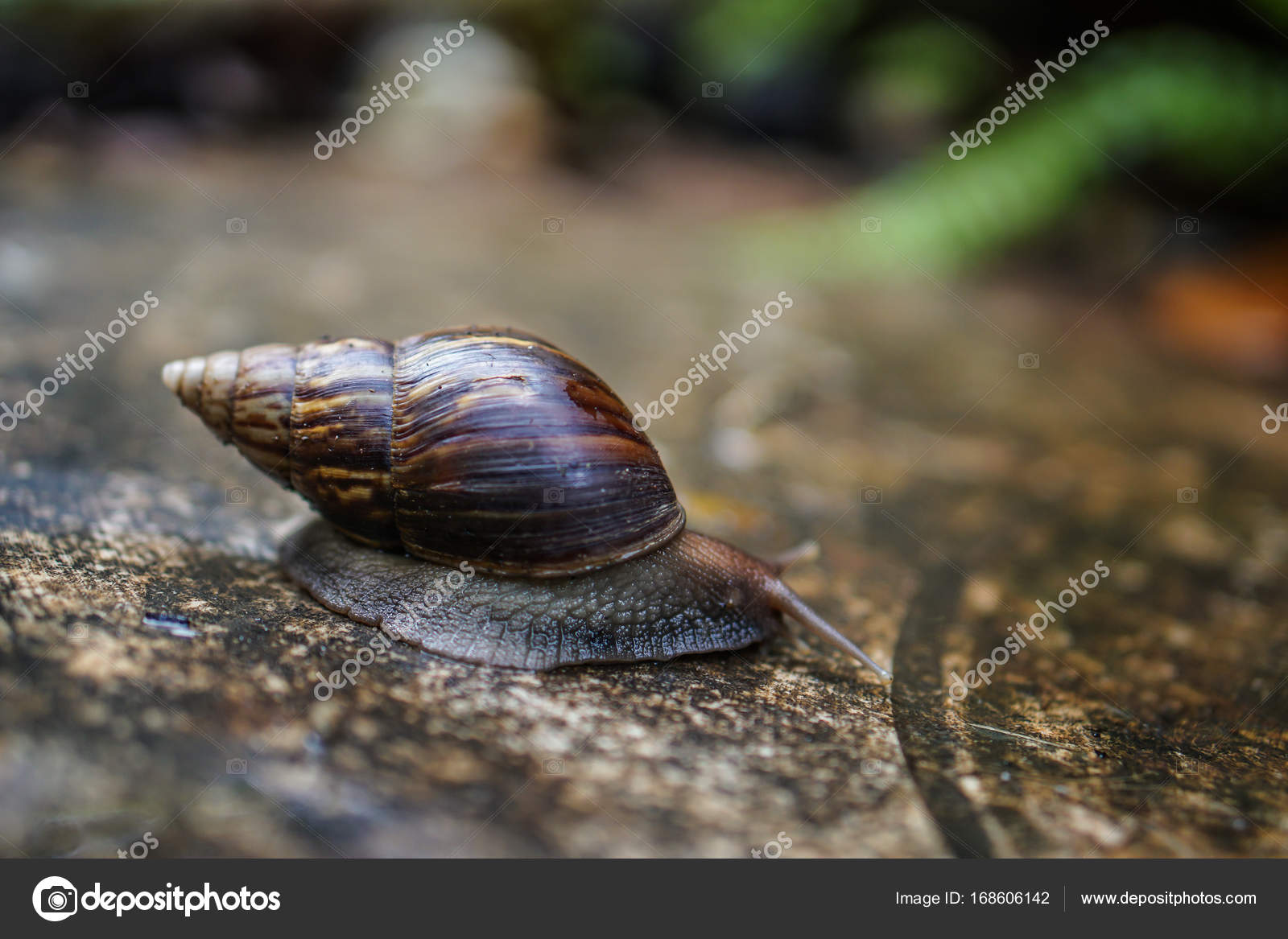 Snail going into the tree wet ground rain — Stock Photo © tarnrit ...