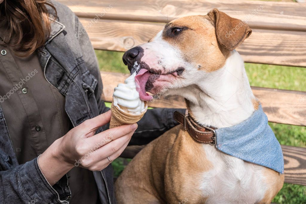 Dando helado a perro lindo divertido. Joven hembra alimenta cono de ...