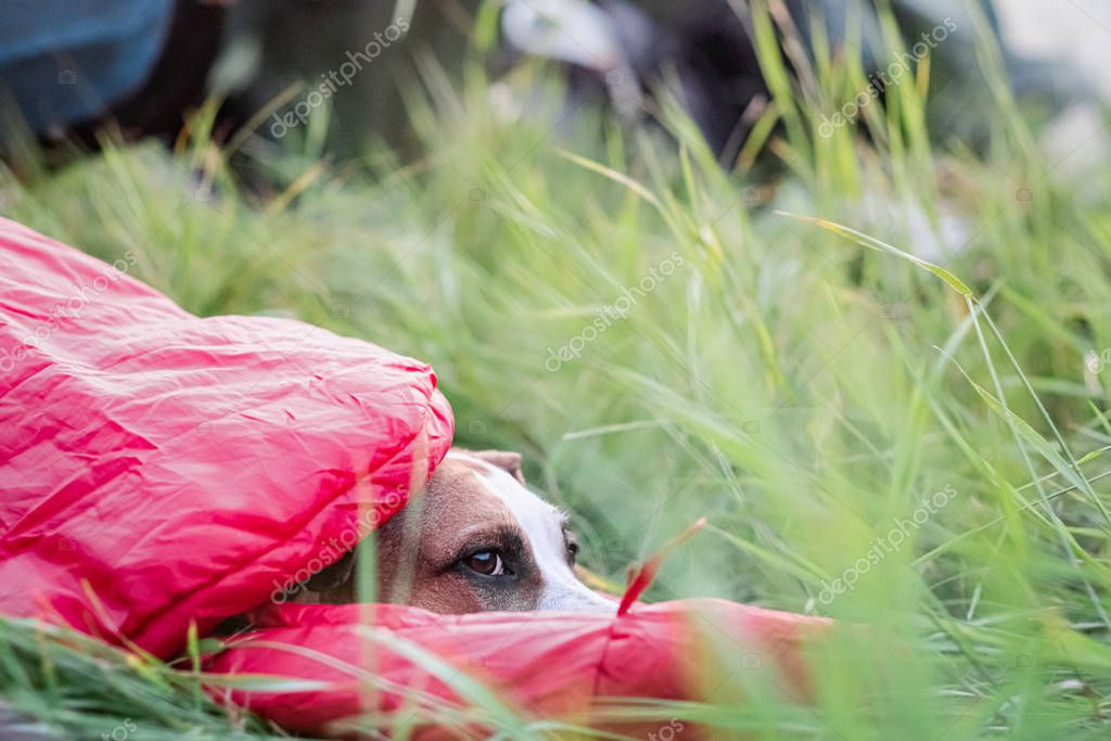 Un perro descansa en un saco de dormir en hierba verde alta en un ...