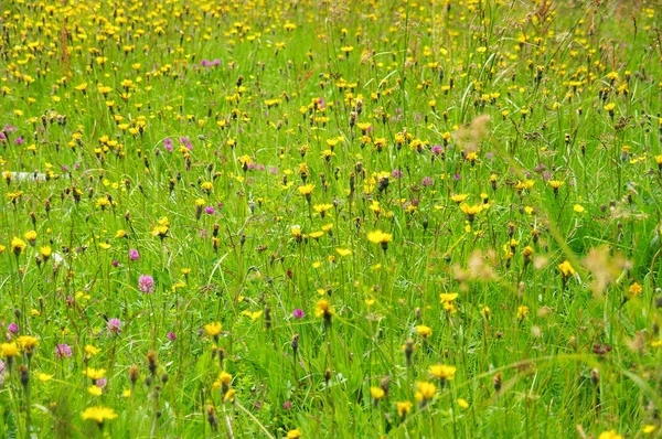 A large open meadow Stock Photos, Royalty Free A large open meadow ...