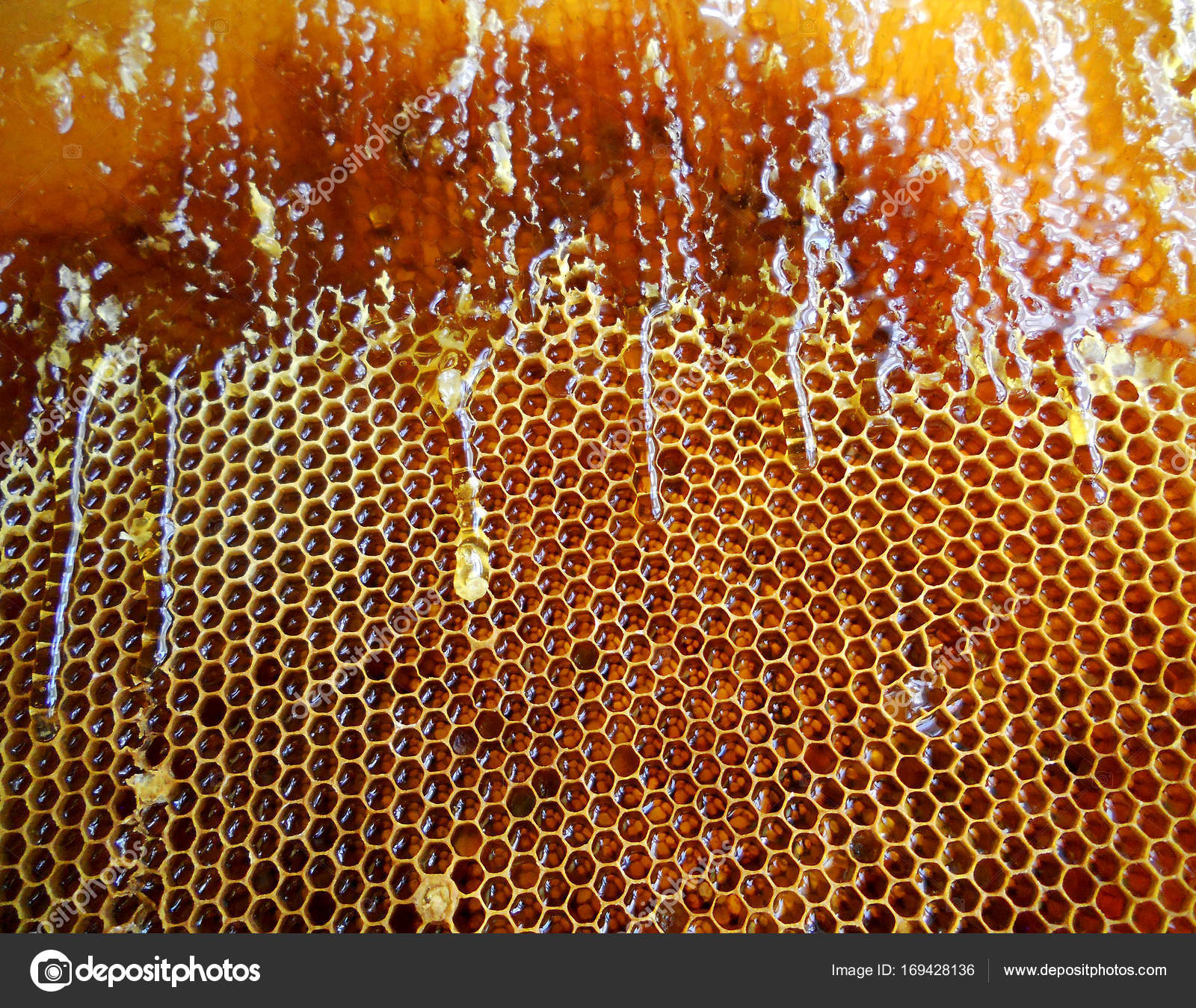 Photo Shows Beehive Honey Nectar Hive Swarm Winged Bee Honeycomb ...