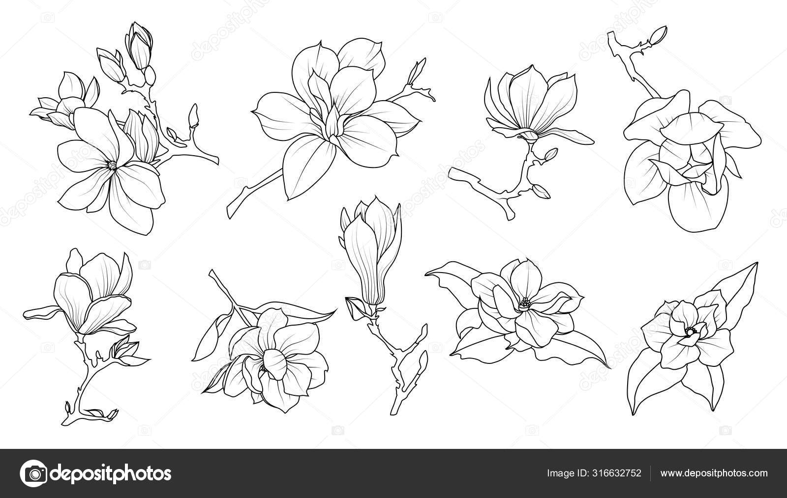 Magnolia Flower Line Drawing | Best Flower Site