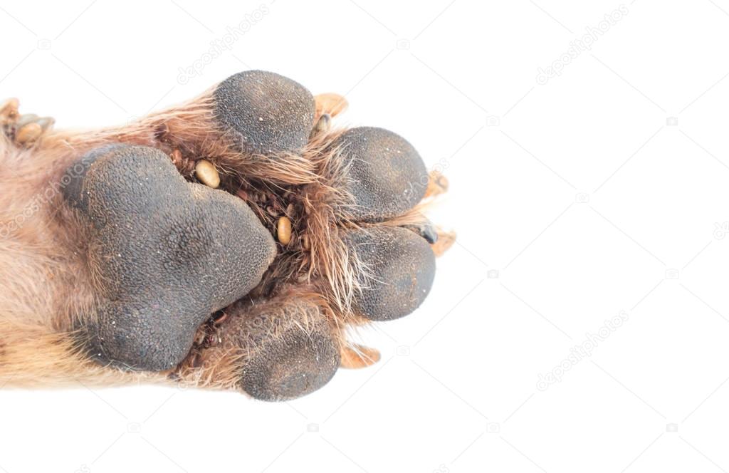 Closeup many ticks on foot dog, selective focus, pet healthy concept ...