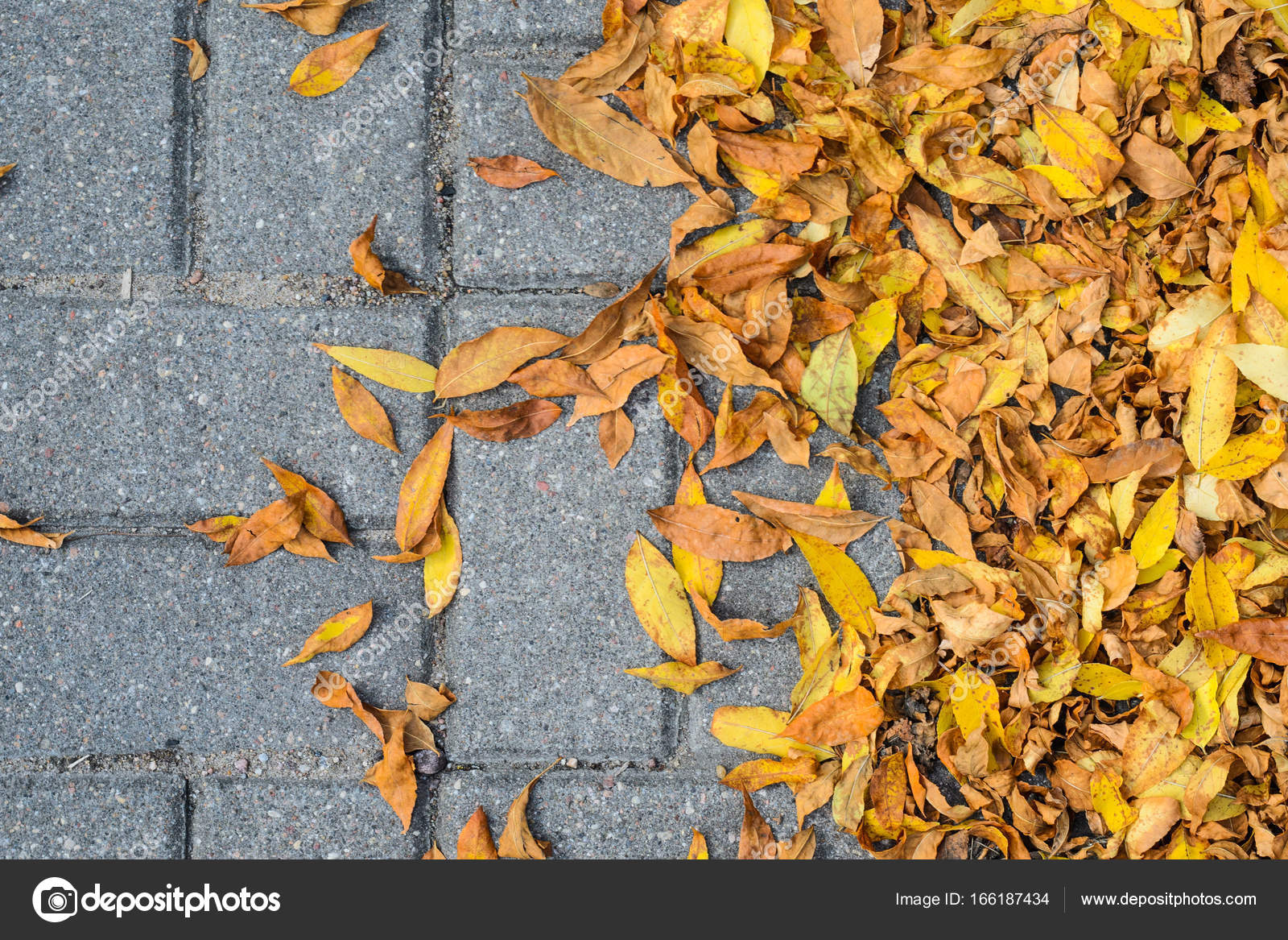 Yellow Fallen Autumn Leaves Sidewalk Paved Gray Concrete Paving Stones ...