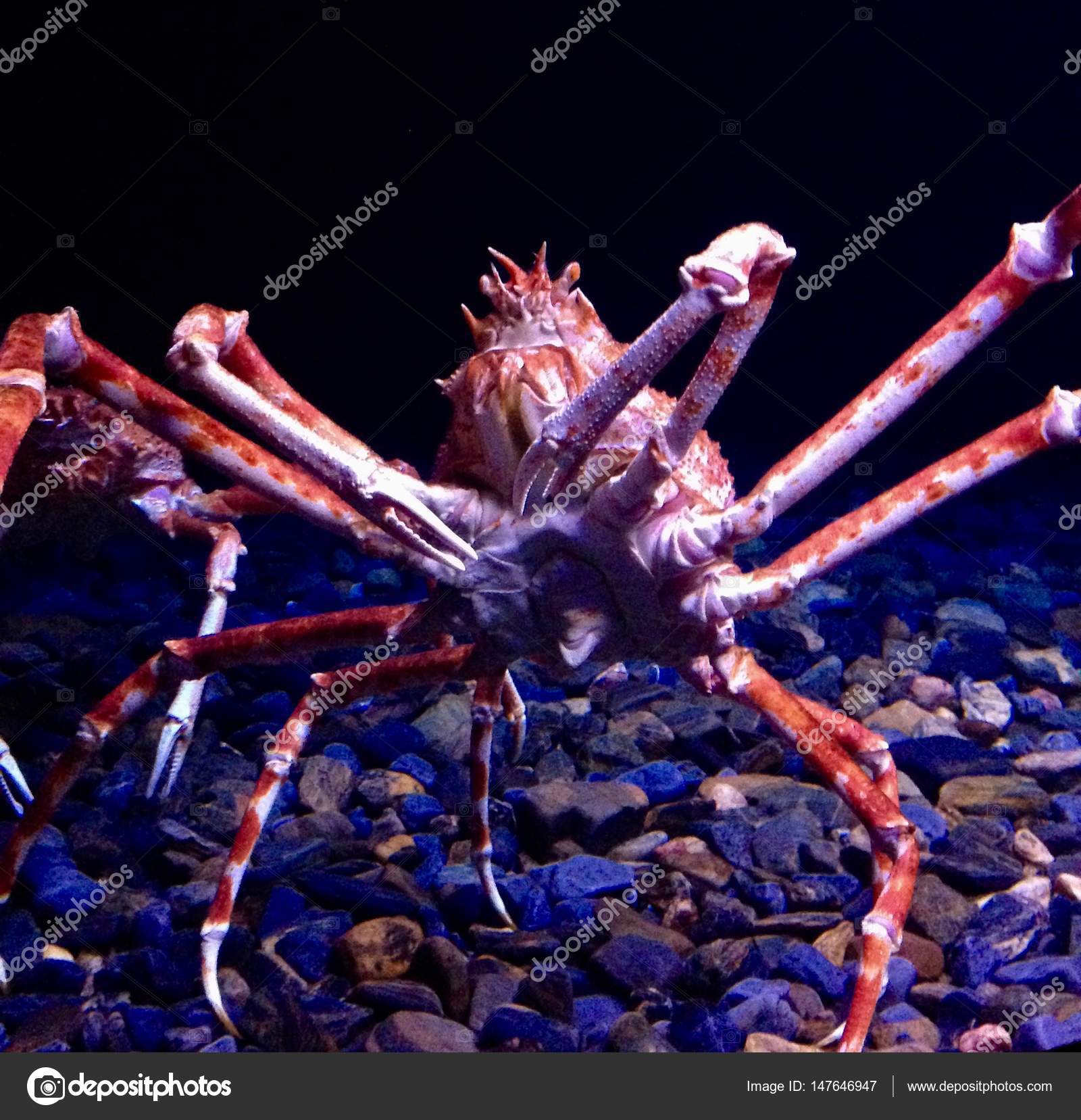 Tutup besar kepiting laba-laba Jepang di akuarium — Foto Stok ...