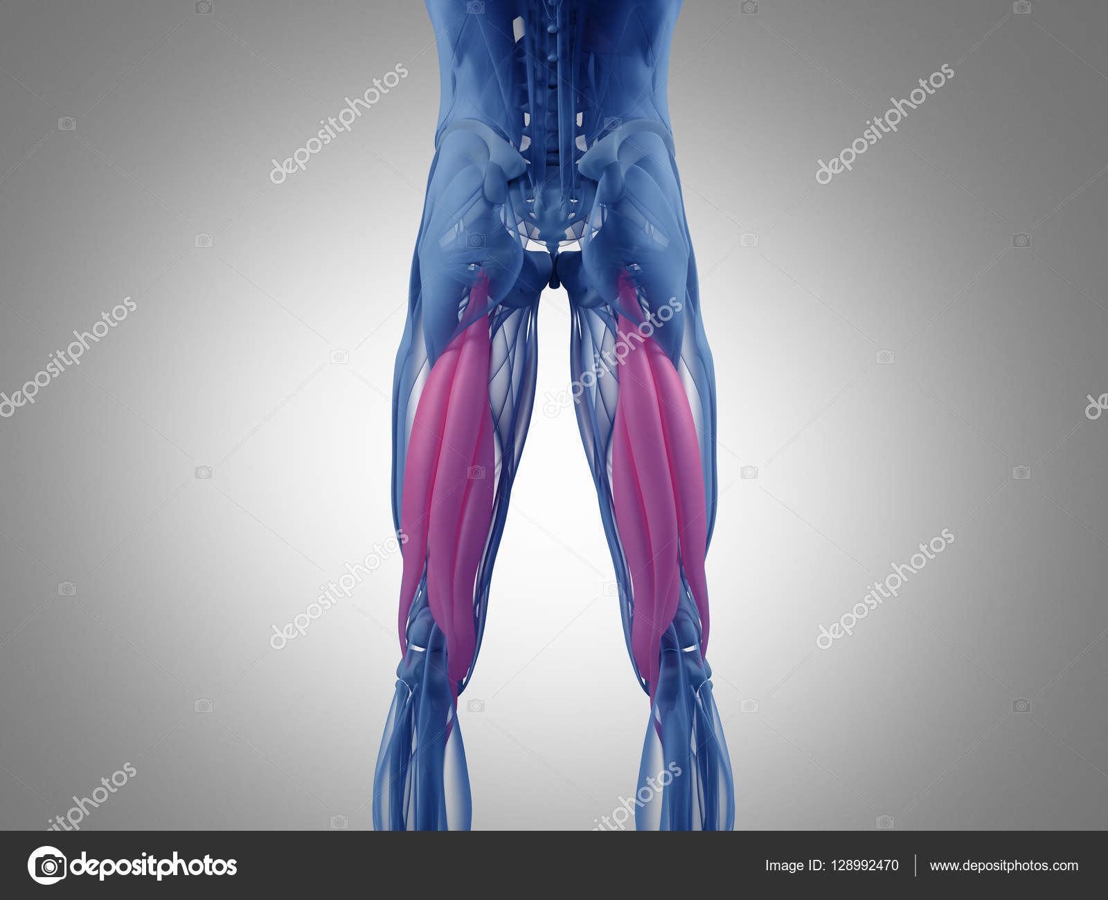 Hamstring muscle group anatomy model Stock Photo by ©AnatomyInsider ...