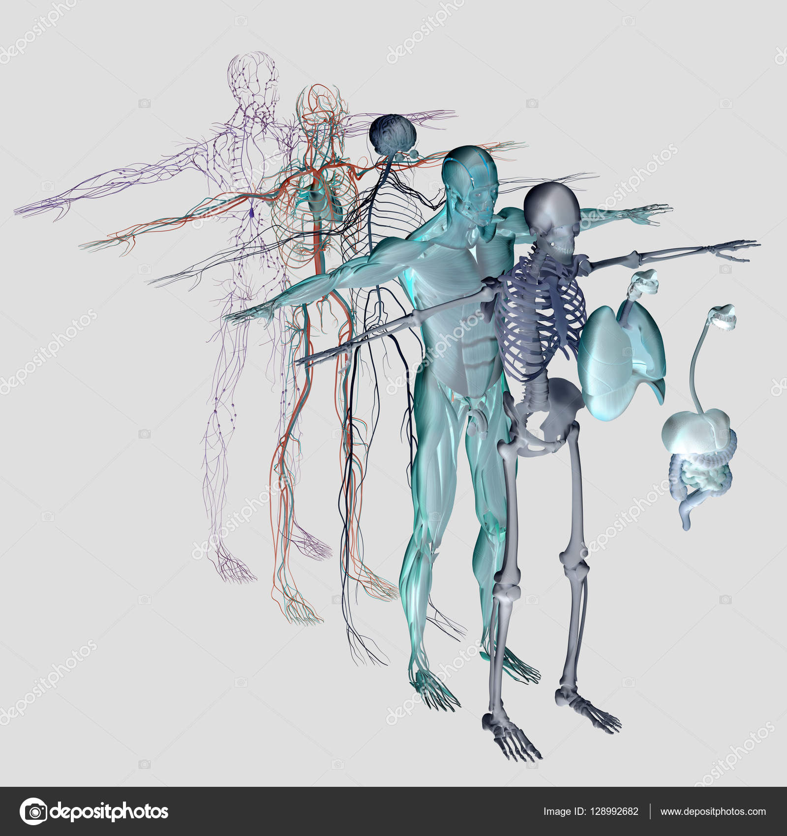 Human anatomy exploded view Stock Photo by ©AnatomyInsider 128992682