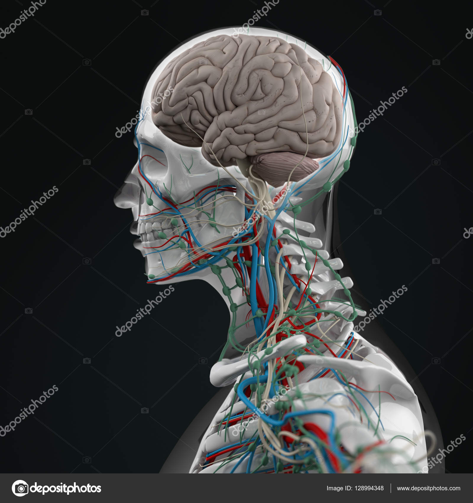 Anatomía del torso humano: fotografía de stock © AnatomyInsider ...