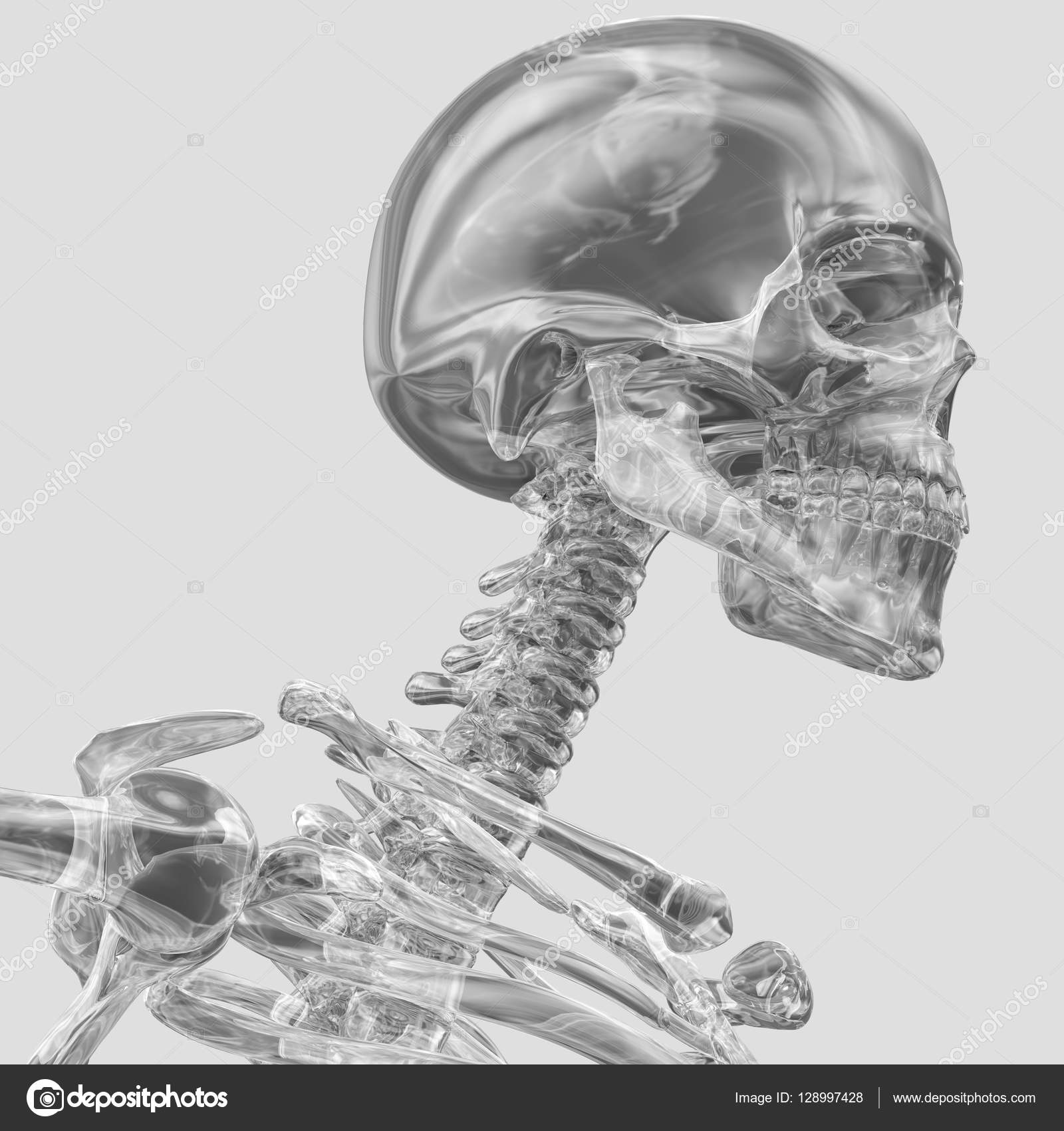 Human skull model Stock Photo by ©AnatomyInsider 128997428