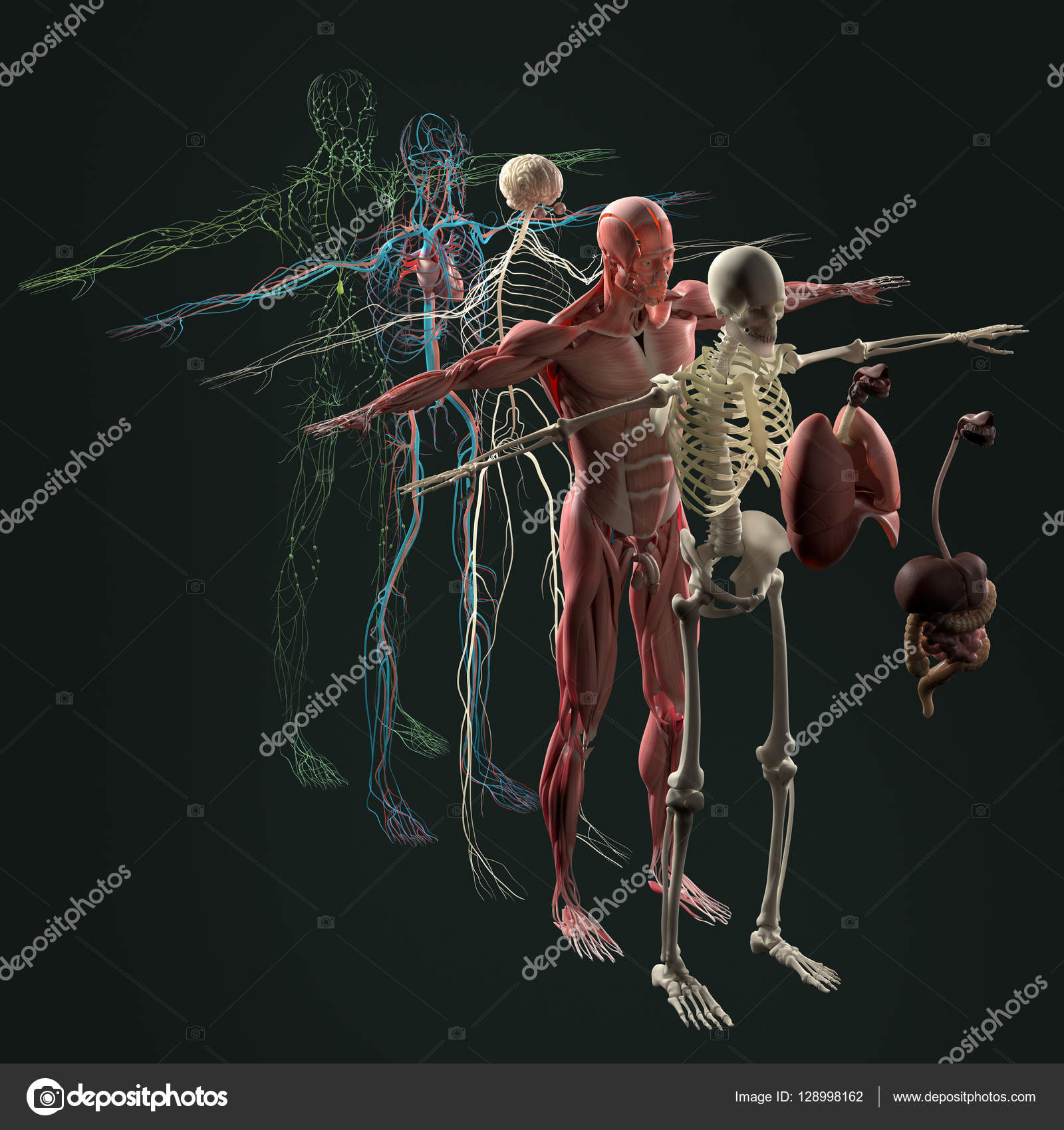 3d View Of Human Anatomy