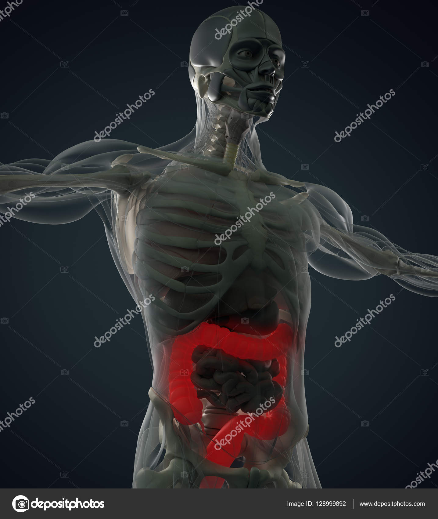 Human colon anatomy model Stock Photo by ©AnatomyInsider 128999892