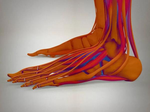 Human feet anatomy model — Stock Photo © AnatomyInsider #128993428