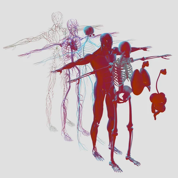 Human anatomy exploded view — Stock Photo © AnatomyInsider #128992682