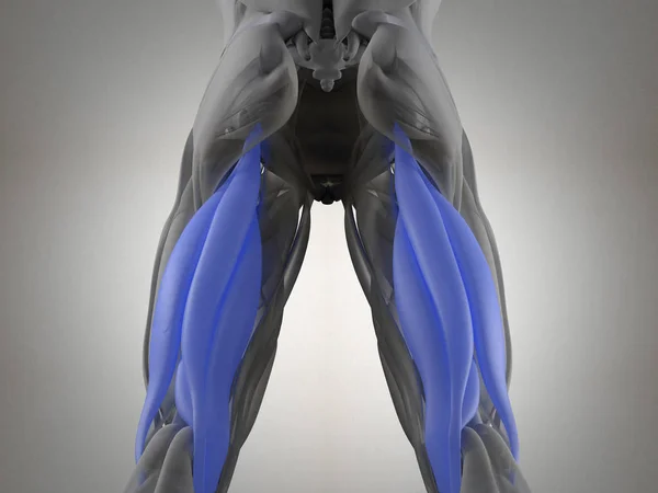 Hamstring muscle group anatomy model ⬇ Stock Photo, Image by ...