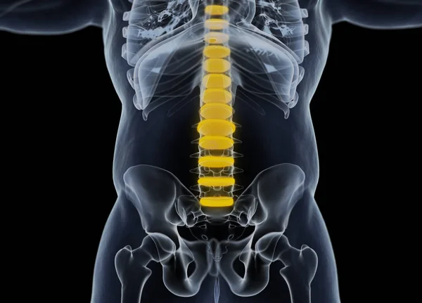 Human spine discs anatomy model Stock Photo by ©AnatomyInsider 129013436