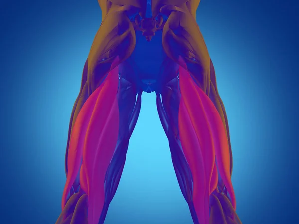 Hamstring muscle group anatomy model ⬇ Stock Photo, Image by ...