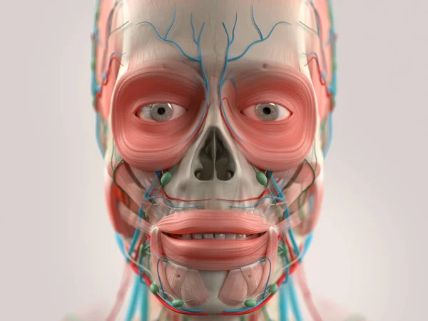 Human anatomy face | Human anatomy face and head close-up showing parts ...