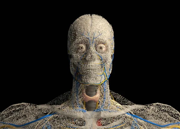 Human face anatomy model — Stock Photo © AnatomyInsider #129005038