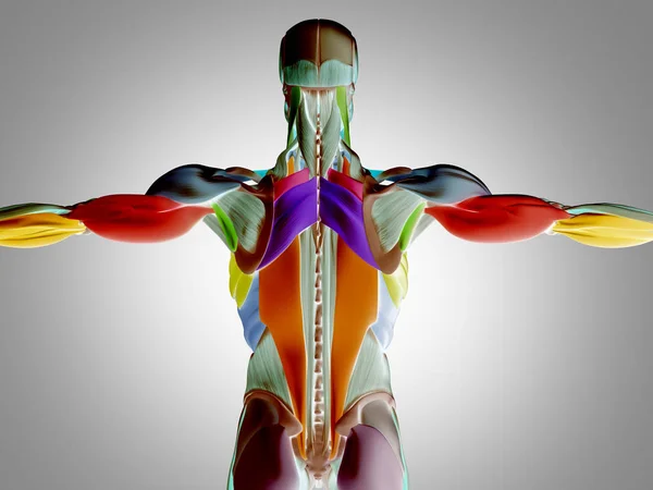 deltový sval ramena - anatomie svalů — Stock Fotografie © decade3d ...