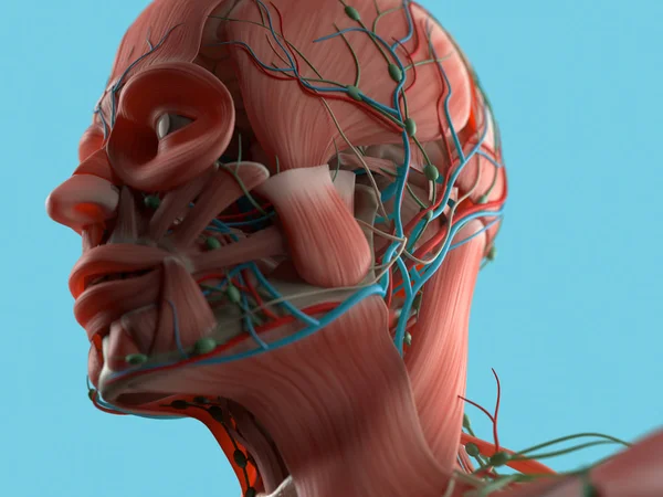 Human head anatomy model — Stock Photo © AnatomyInsider #129009618