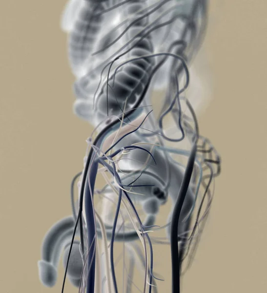 Male urinary and reproductive system — Stock Photo © AnatomyInsider ...