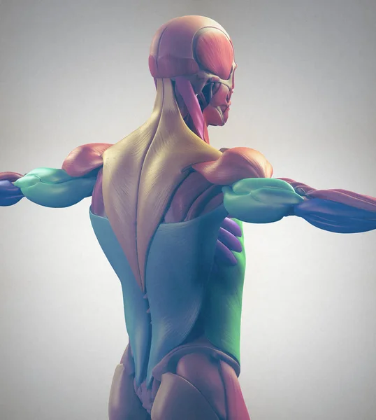 Male torso back muscles Stock Photo by ©AnatomyInsider 129019084