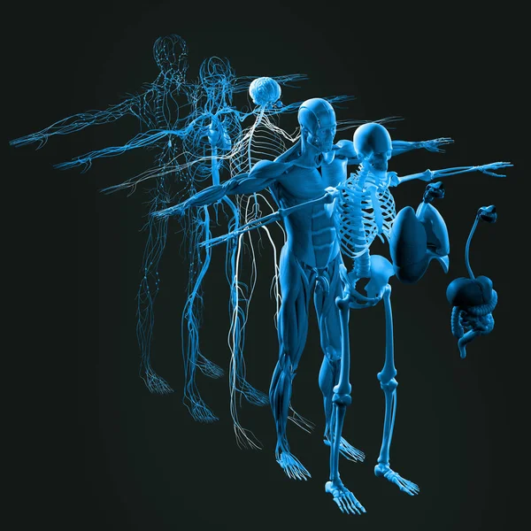 Human anatomy exploded view Stock Photo by ©AnatomyInsider 128992682