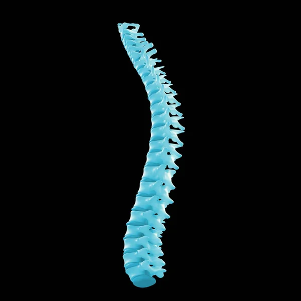 Human spine model — Stock Photo © AnatomyInsider #129002804