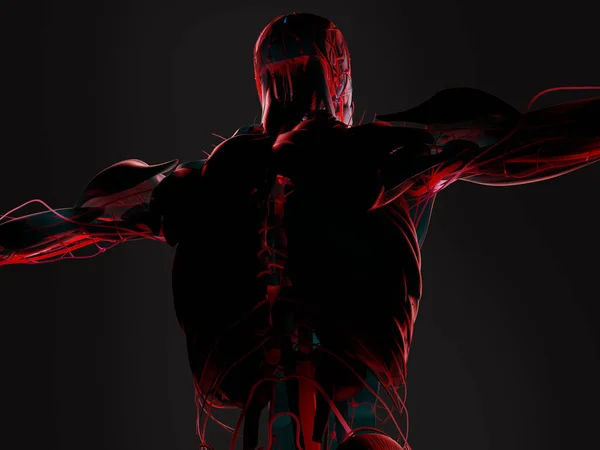 Human back anatomy Stock Photos, Royalty Free Human back anatomy Images ...