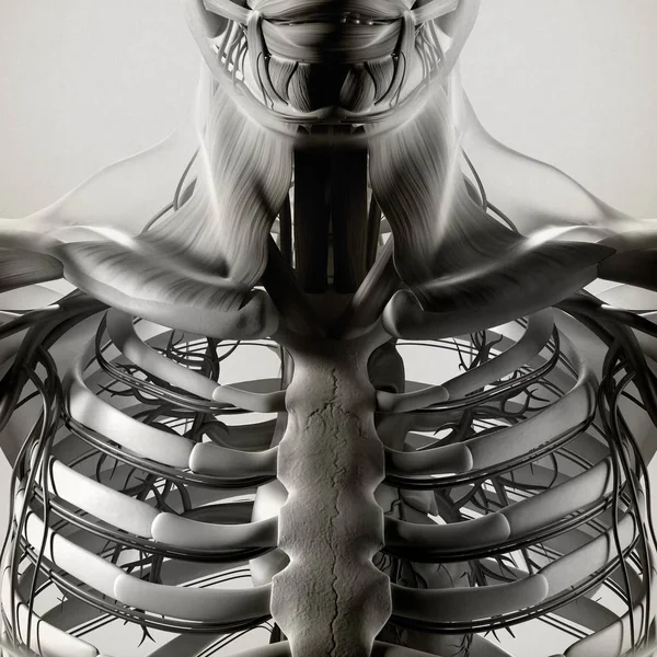 1,673 Ribcage Stock Photos | Free & Royalty-free Ribcage Images ...