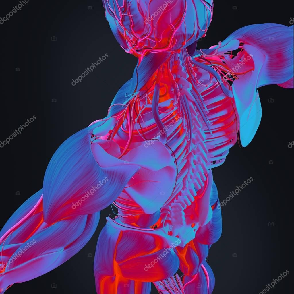 Human back anatomy model — Stock Photo © AnatomyInsider #128992510