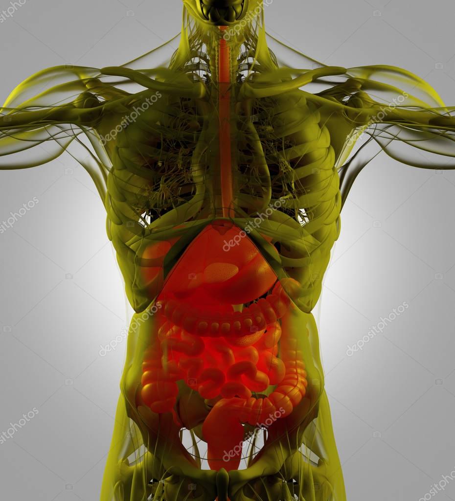 Digestive system anatomy model — Stock Photo © AnatomyInsider #128994260