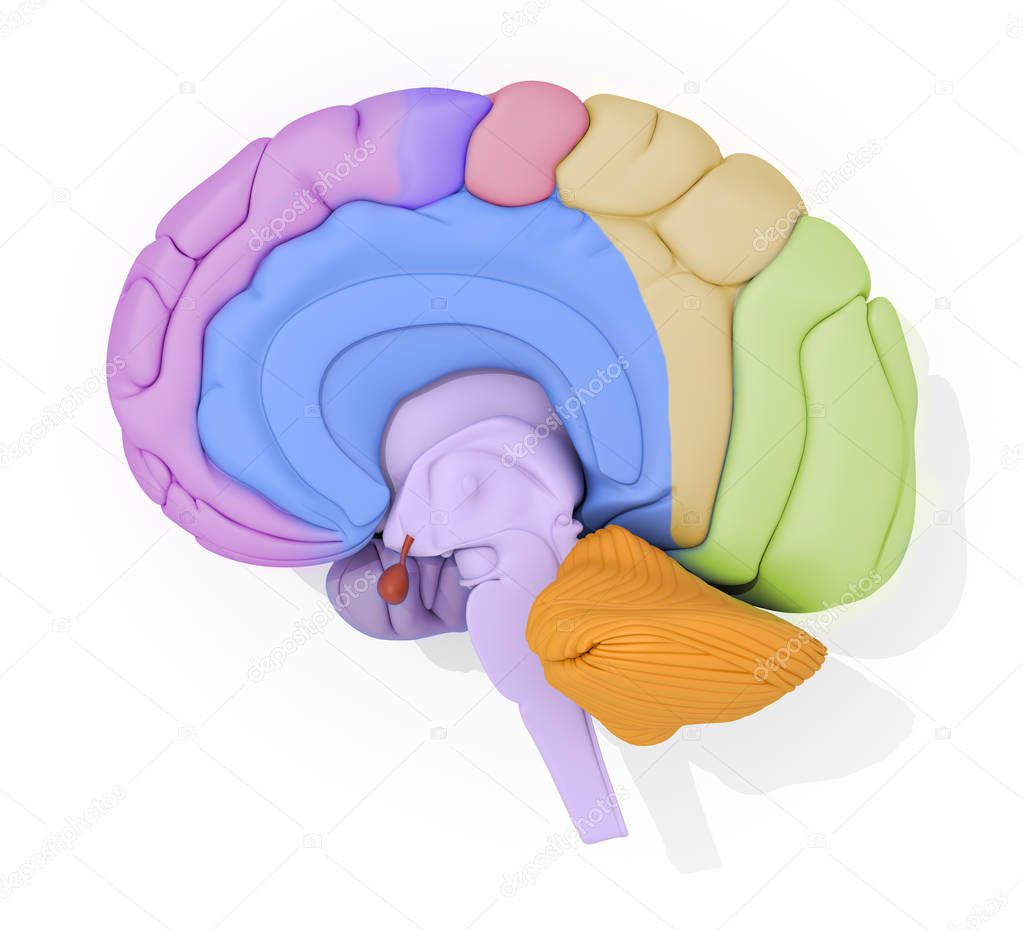 Human brain colored anatomy model Stock Illustration by ©AnatomyInsider ...