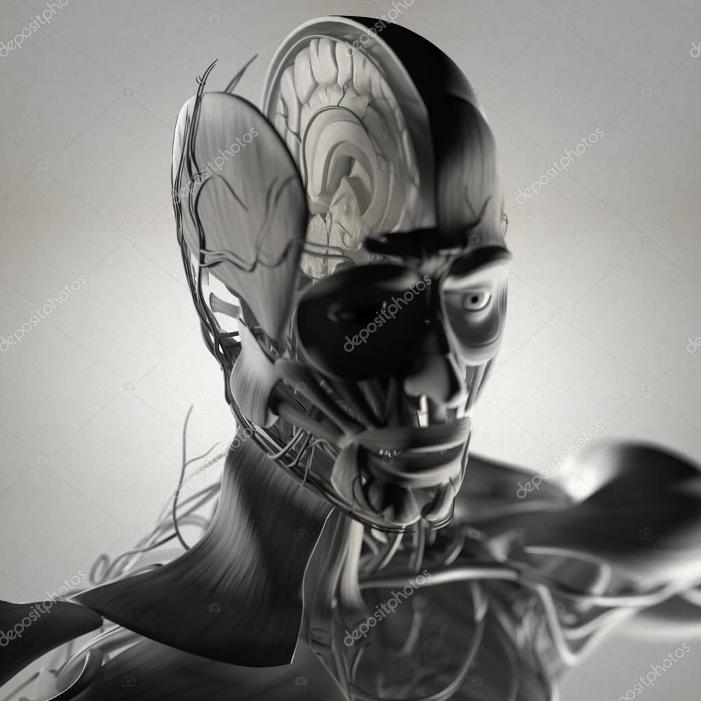Human brain anatomy model Stock Photo by ©AnatomyInsider 128996136 Human brain anatomy model Stock Photo by ©AnatomyInsider 128996136
